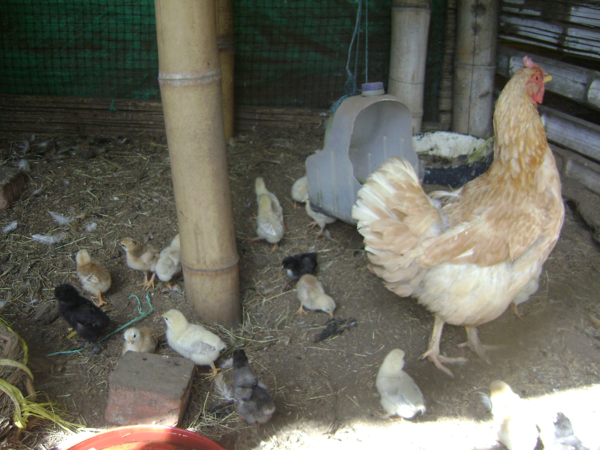Cambiar carne fresca de animales silvestres y pescado por pollo ...